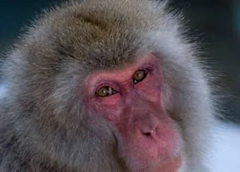 BEST DAY TRIPS FROM HAKUBA | Japan Ski Experience